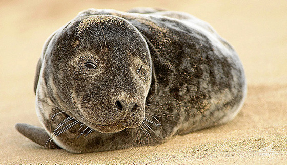 Itsas txakur ugari etorri da gure hondartzetara itsaso zakarretik ihesi ...