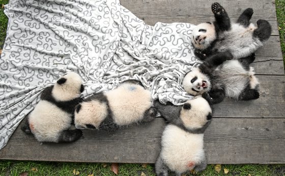 La salvación del oso panda | Reportajes | 7K - zazpika astekaria