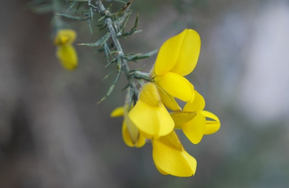 naiz: hedabidea zara