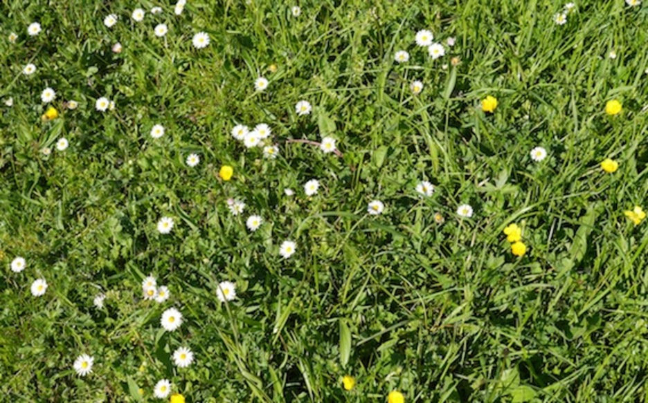 naiz: hedabidea zara