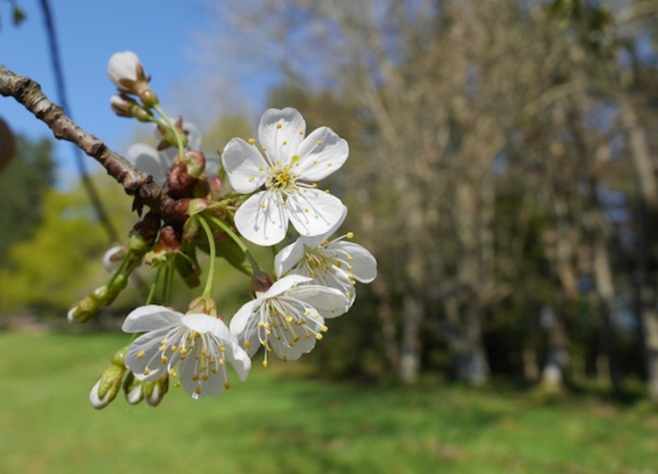 naiz: hedabidea zara