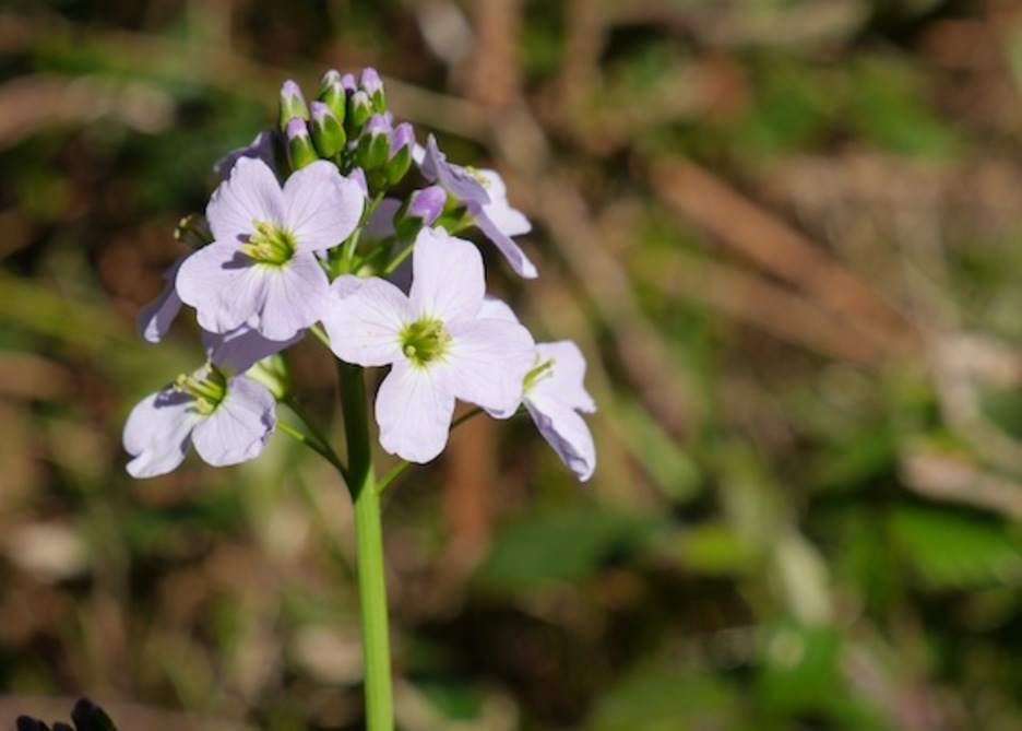 naiz: hedabidea zara