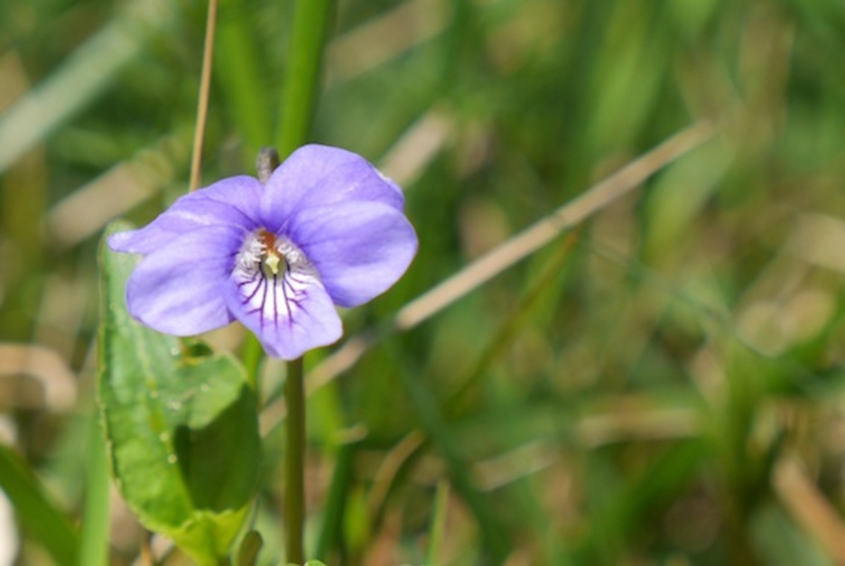 naiz: hedabidea zara