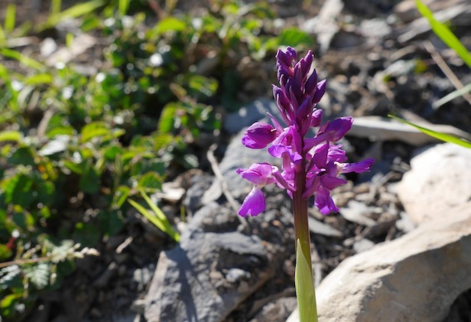 naiz: hedabidea zara