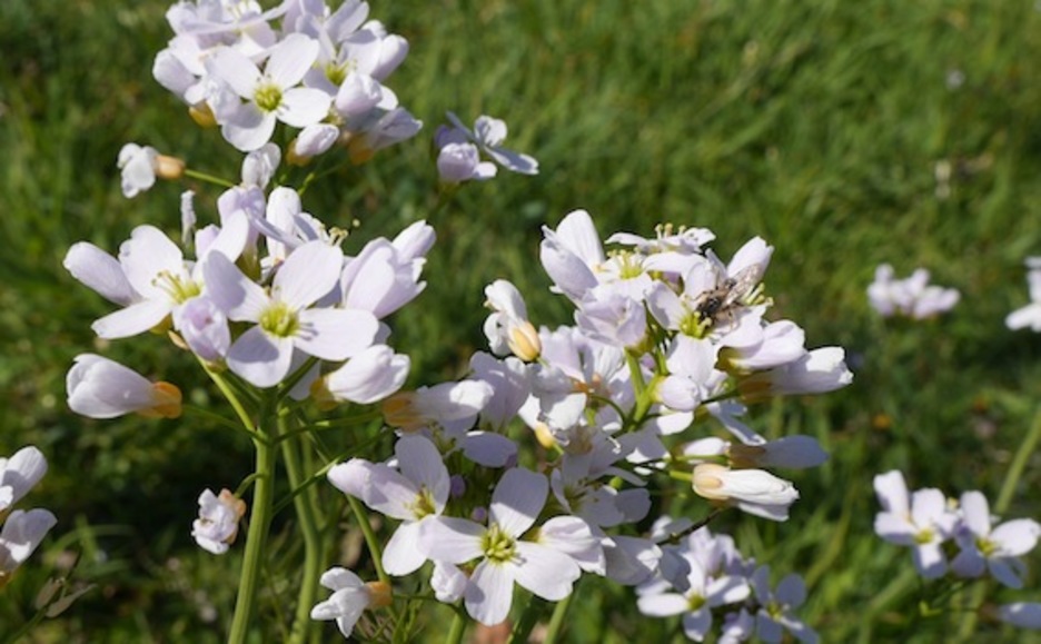 naiz: hedabidea zara