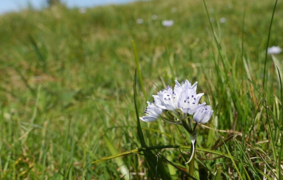 naiz: hedabidea zara