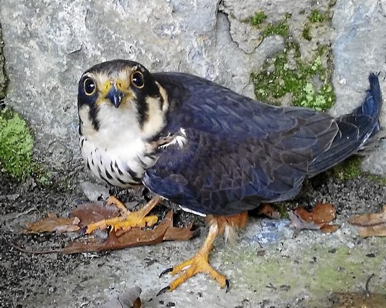 Acogida en El Karpin, garantizar una vida digna y avanzar en la ...