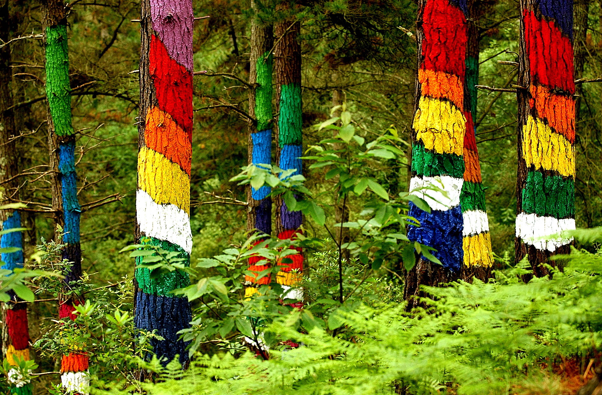 ‘Omako Basoa’, iragankor dena iraunkor egitea da helburua | Kultura | Naiz