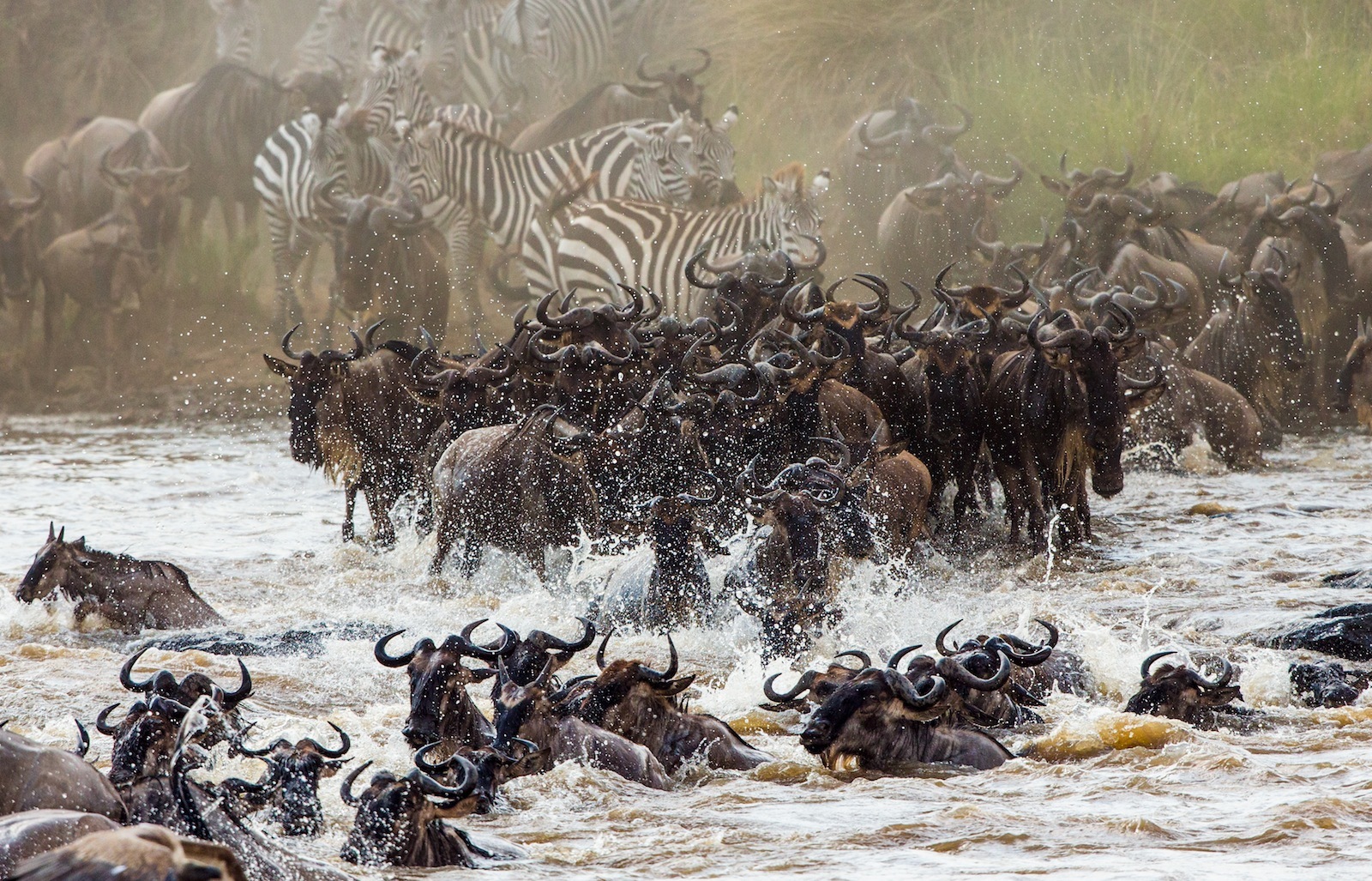 Serengeti: la gran migración | Viajes | GAIAK