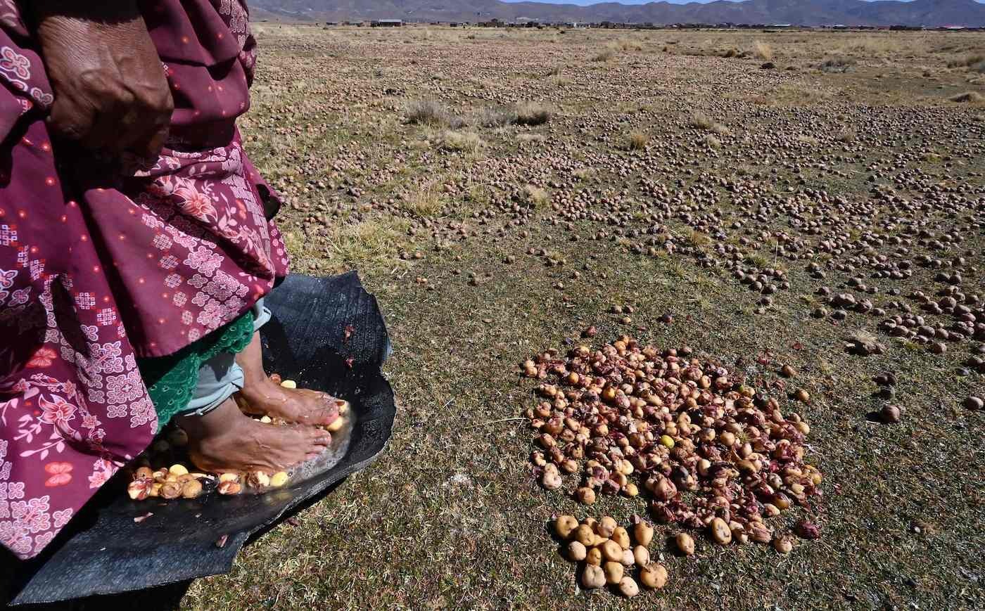 Chuño, el secreto andino de las papas | Viajes | GAIAK