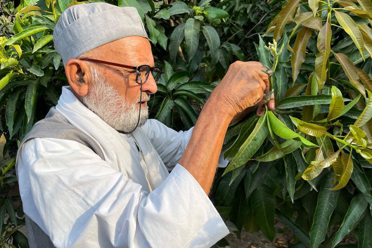 El indio Kaleem Ullah Khan cultiva hasta 300 variedades de mango en un ...