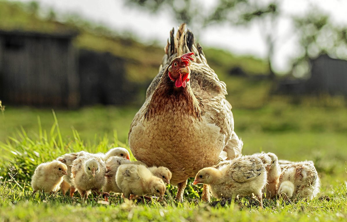 Pero, ¿pollo pollo? | Gastronomia | GAIAK