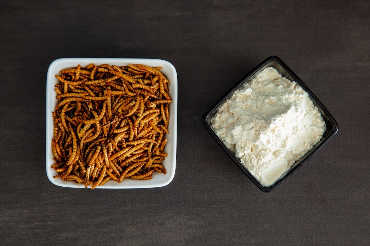 Harina de insectos, una nueva fuente de proteínas | Economía | Naiz