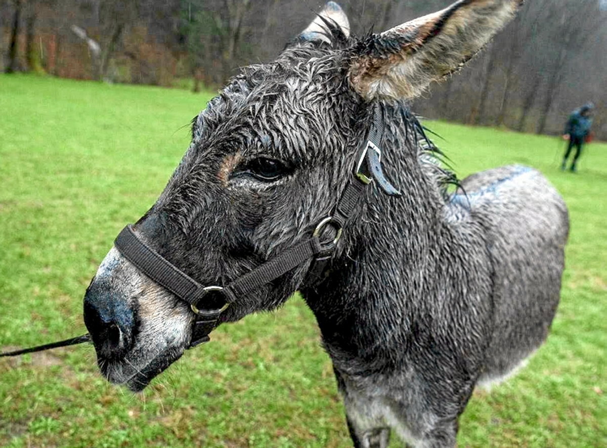 La mirada coherente e implacable de un burro | Kultura | GARA Euskal ...