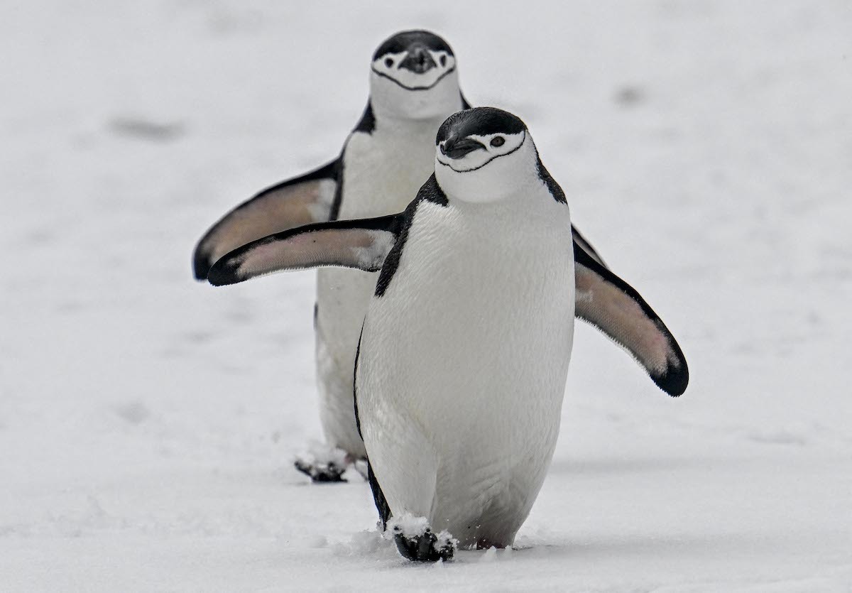 Instagram y medio ambiente: otro enfoque para abordar los retos ...