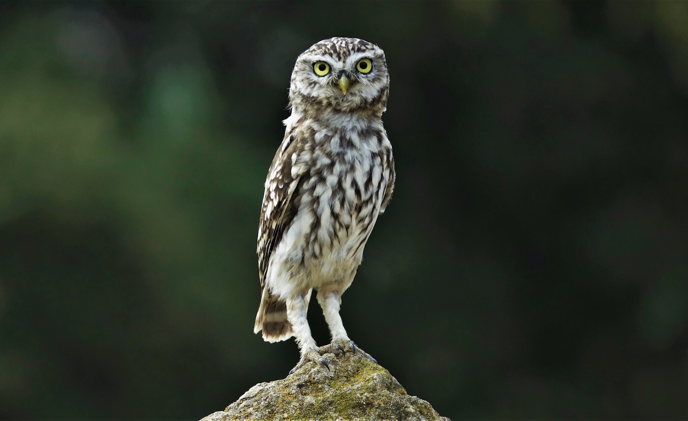 Hontzak, gaueko ilunpetan so | Bidaiak | GAIAK