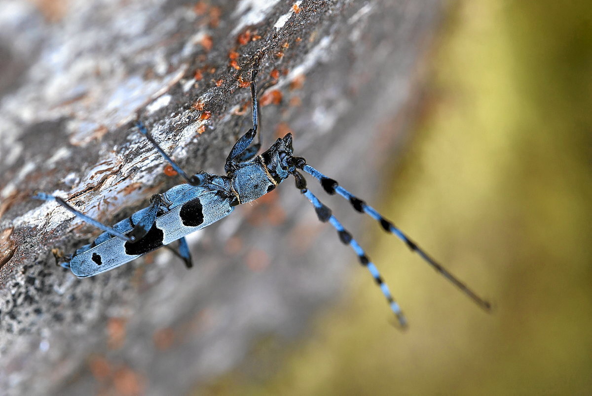Rosalia alpina, poesía azul | Basque Country | Naiz