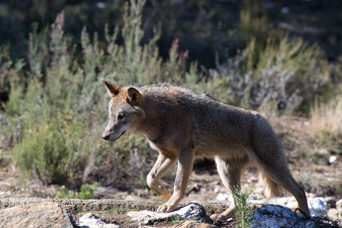 EHNE advierte de la presencia de un supuesto lobo en las estribaciones ...