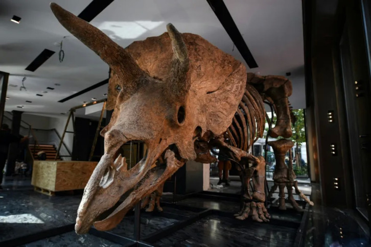 El lucrativo y turbio mercado de los restos de dinosaurios | Mundo | Naiz
