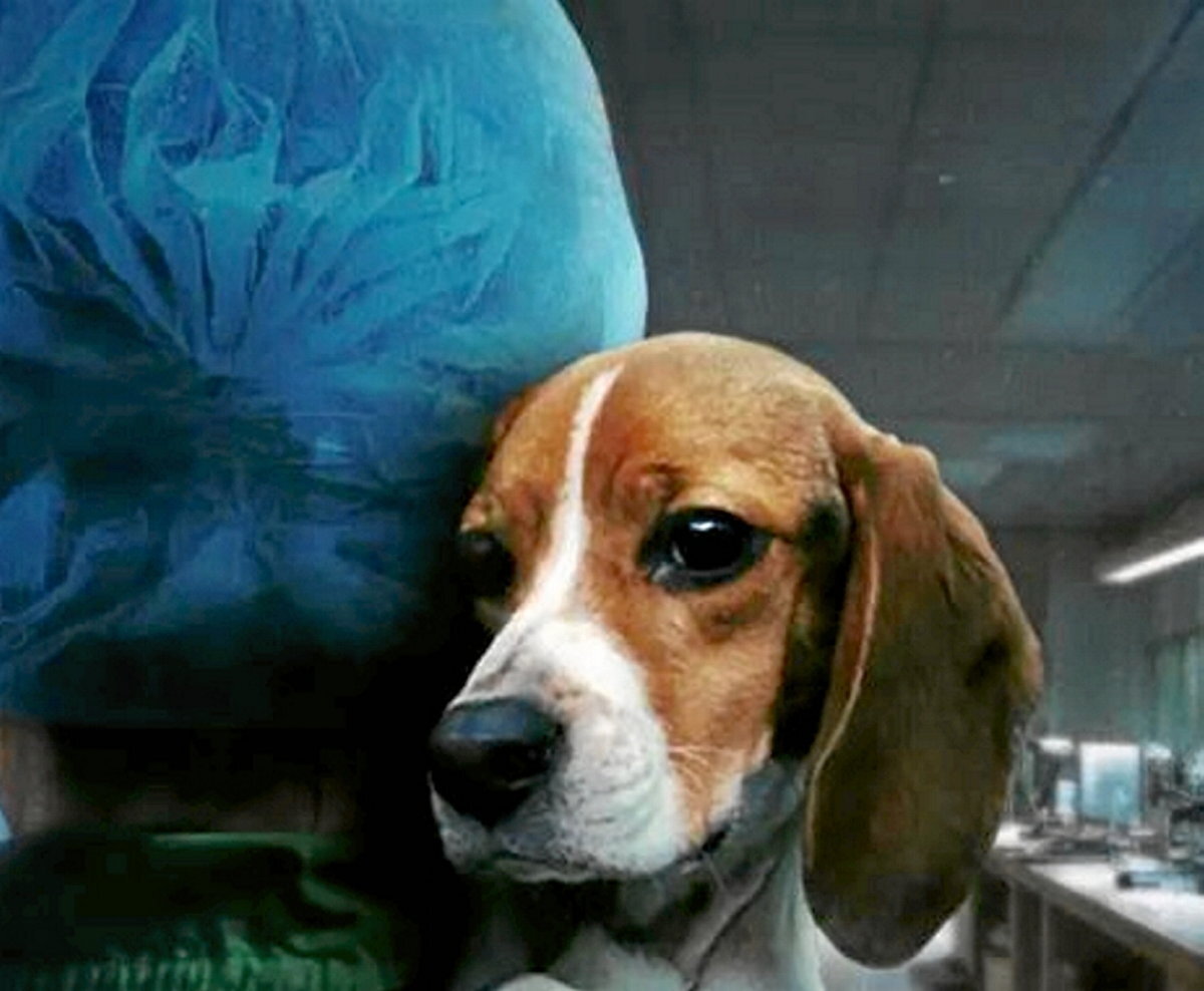 Borroka ez da amaituko kaiola guztiak hutsik geratu arte | Kultura | GARA Euskal Herriko egunkaria